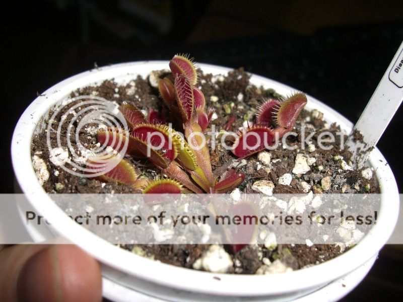 Colourful Big Mouth *updated* - FlyTrapCare Forums