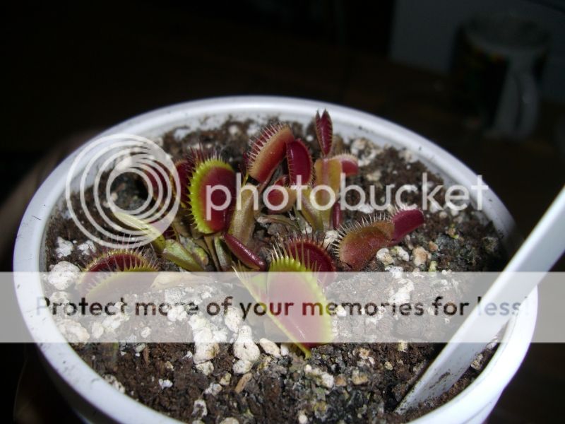 Colourful Big Mouth *updated* - FlyTrapCare Forums