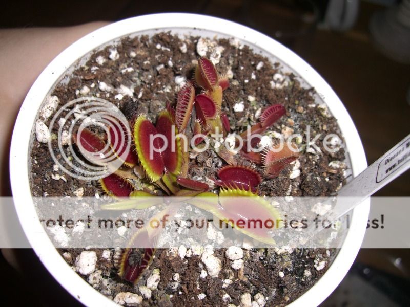 Colourful Big Mouth *updated* - FlyTrapCare Forums