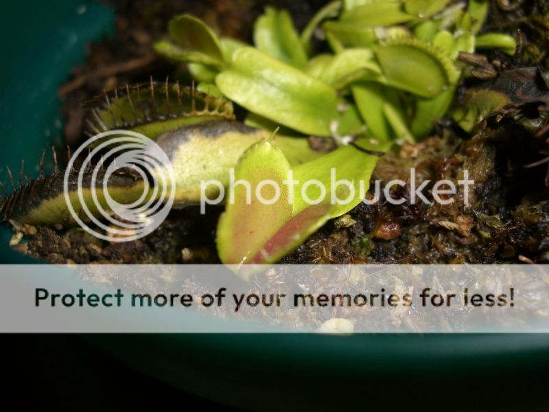 Typical VFT with repeating mutation - FlyTrapCare Forums