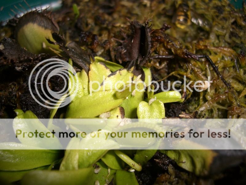 Typical VFT with repeating mutation - FlyTrapCare Forums