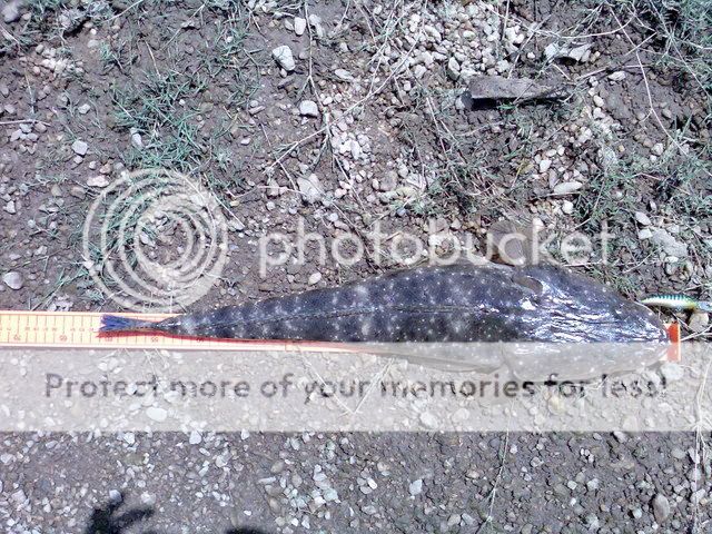 AKFF SUMMER SPECIES CHALLENGE - FLATHEAD | Kayak and Fishing Forum